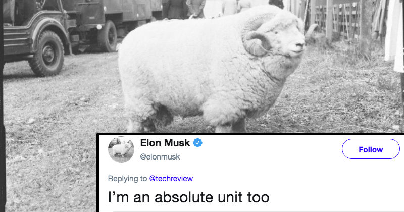 Elon Musk Gets Involved In Absolute Unit Face-Off On Twitter - FAIL ...