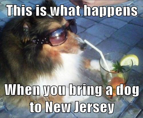 Long Island Iced Tea, Please! - I Has A Hotdog - Dog Pictures - Funny ...