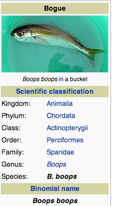 The Bogue Fish's Scientific Name is "Boops Boops" - Art of Trolling ...