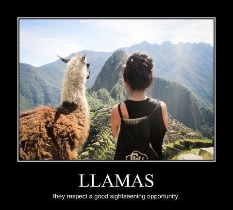 Sightseeing Is for Llamas - Very Demotivational - Demotivational ...