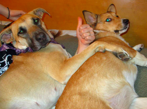 I Has A Hotdog - thumbs up - Funny Dog Pictures | Dog Memes | Puppy ...