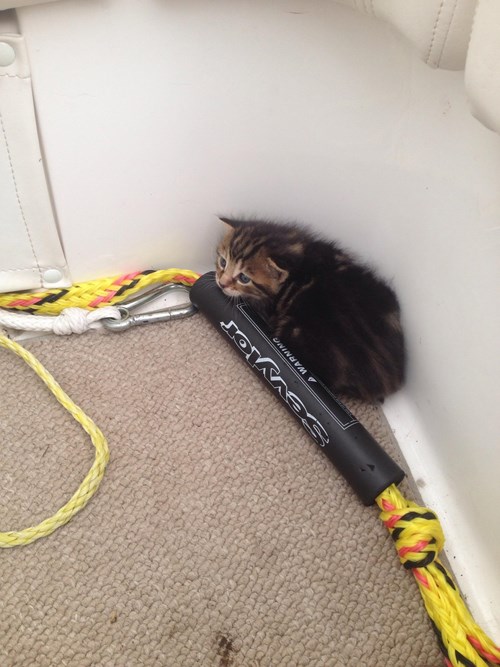 Daily Squee - Cute Animals in the Cutest Pictures Ever and even cuter ...