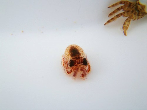 Baby Cuttlefish? More Like Cuddle Fish! - Daily Squee - Cute Animals ...