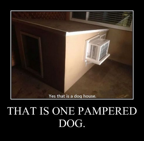 Memebase - dog house - All Your Memes In Our Base - Funny Memes ...
