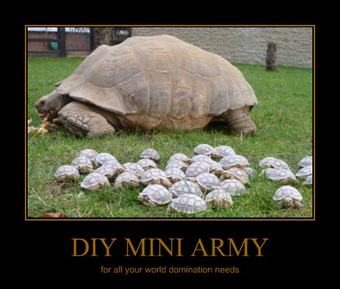 Helmets Included - Animal Comedy - Animal Comedy, funny animals, animal ...