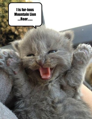 Lolcats - roar - LOL at Funny Cat Memes - Funny cat pictures with words ...