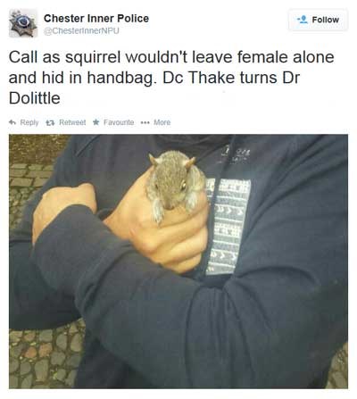When Will the Squirrel Menace be Stopped? - Failbook - Failing On Facebook