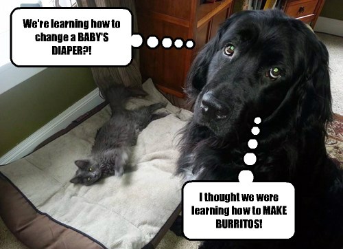 I'm in the Wrong Class - I Has A Hotdog - Dog Pictures - Funny pictures ...