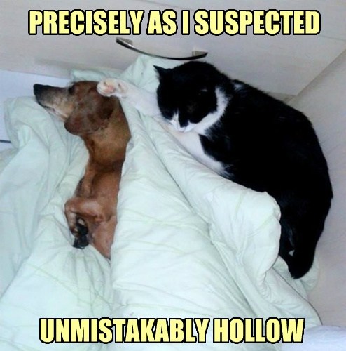 Elementary, My Dear Catson - Lolcats - lol | cat memes | funny cats ...