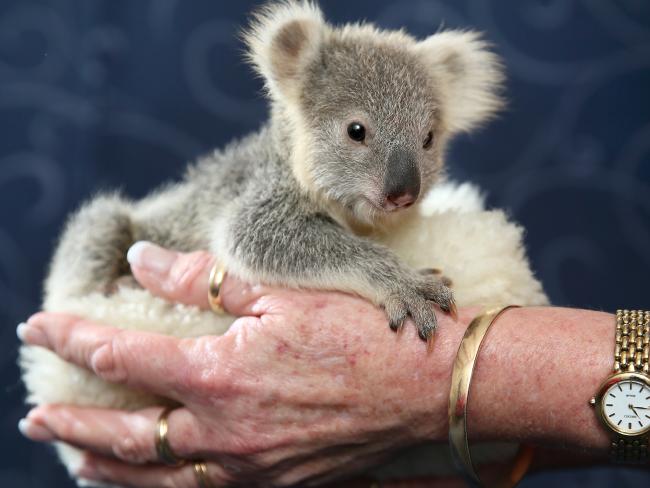 It's Hard Not to Fall in Love With This Itty Bitty Rescued Koala - I ...