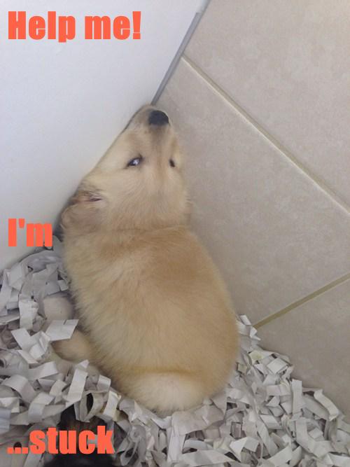 Take a Picture, It'll Last Longer...Oh - I Has A Hotdog - Dog Pictures ...