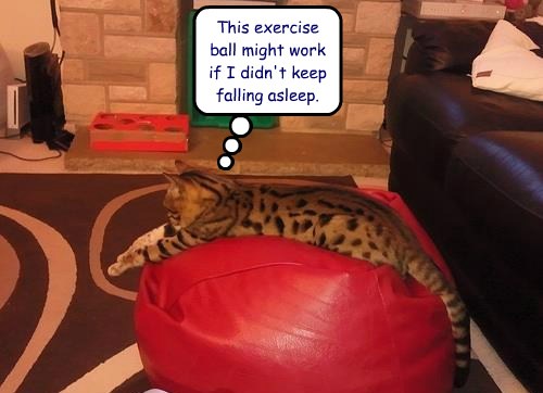 Should Exercising be This Comfortable? - Lolcats - lol | cat memes ...