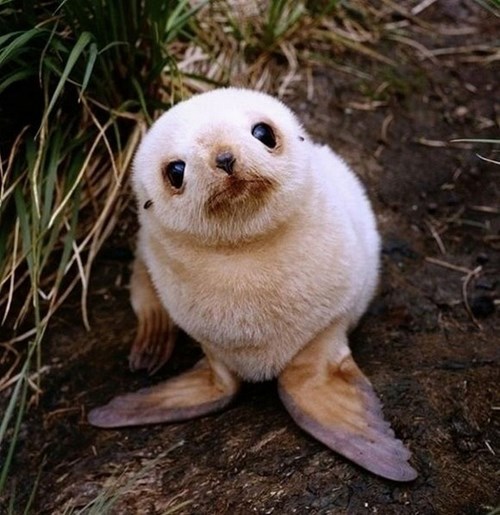 Little Fuzzy Flippers - Daily Squee - Cute Animals - Cute Baby Animals ...