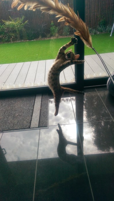 I'm Fabulous! - Lolcats - lol | cat memes | funny cats | funny cat ...