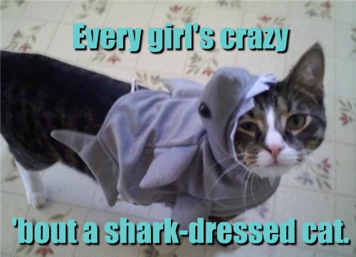 Looking Sharp - Lolcats - lol | cat memes | funny cats | funny cat ...