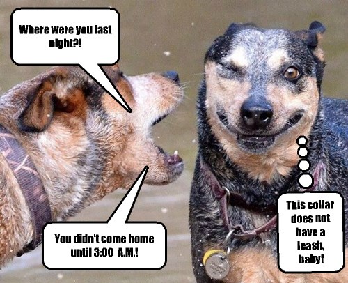 Guess Who's Sleeping in the Dog House Tonight... - I Has A Hotdog - Dog ...