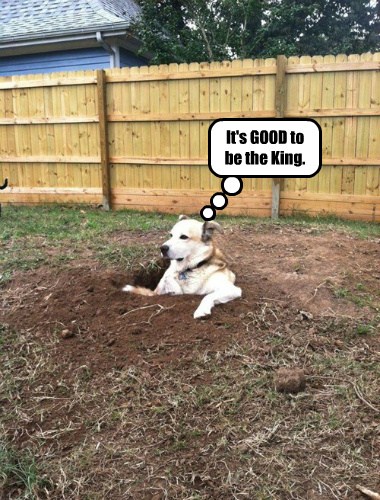 Digging Hole Memes