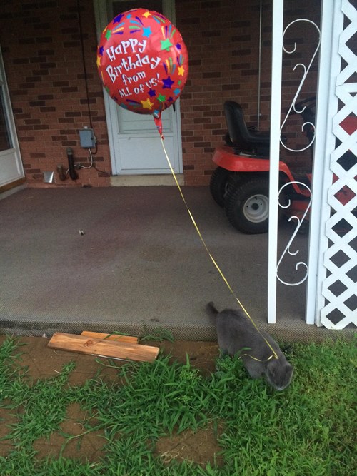 So Your Indoor Cat Wants to Explore Outside? Here's the Solution ...