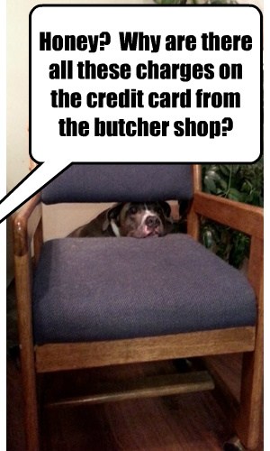 He's Better at Using the Credit Card Than Hiding - I Has A Hotdog - Dog ...