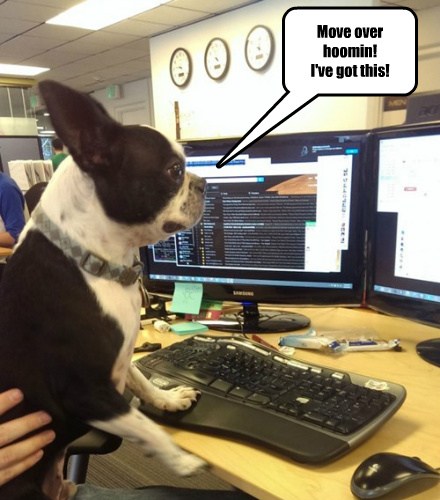 Now What's Dis Thing Called Again? - I Has A Hotdog - Dog Pictures ...