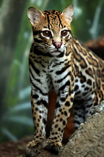 You Sure Have an Ocelot of Spots! - Daily Squee - Cute Animals - Cute ...