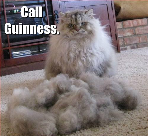 Hairballs. Heavyweight Division. - Lolcats - lol | cat memes | funny ...