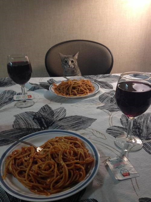 Date Night - Lolcats - lol | cat memes | funny cats | funny cat ...