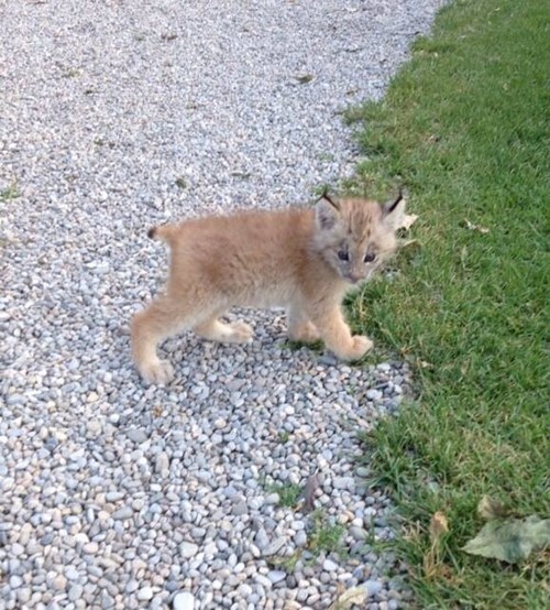 Ais Jus a Baby Lynx! - Daily Squee - Cute Animals - Cute Baby Animals ...