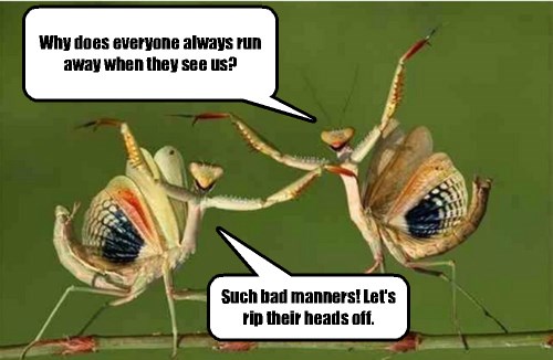 Animal Comedy - praying mantis - Animal Comedy - Animal Comedy, funny ...