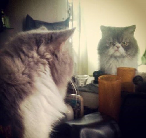 I Can Has Cheezburger? - grumpy - Page 10 - Funny Animals Online ...