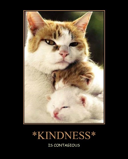 Lolcats - kindness - LOL at Funny Cat Memes - Funny cat pictures with ...