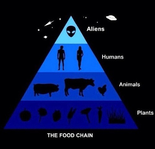 Not the Food Chain You're Used To - School of Fail - homework class test