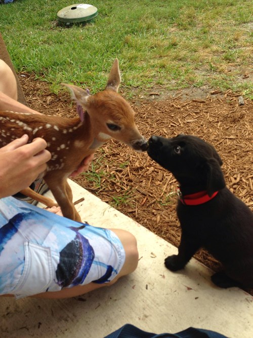 Two Youngsters Meeting Each Other - Daily Squee - Cute Animals - Cute ...