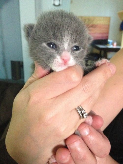 Will You Cuddle Me Closer? - Daily Squee - Cute Animals - Cute Baby ...