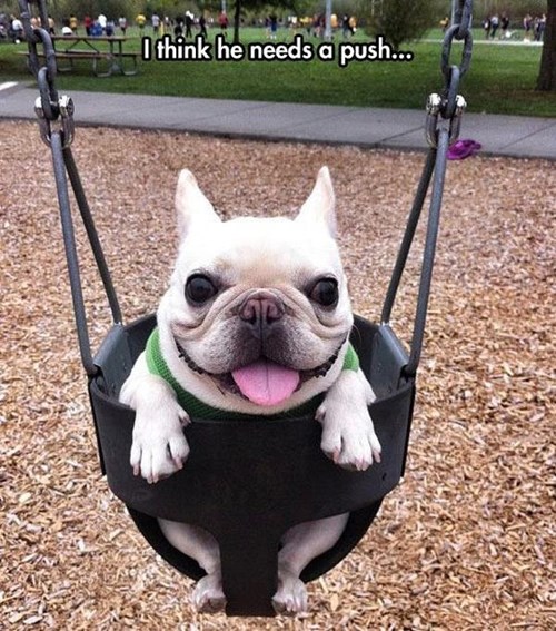 I'm Ready - I Has A Hotdog - Dog Pictures - Funny pictures of dogs ...