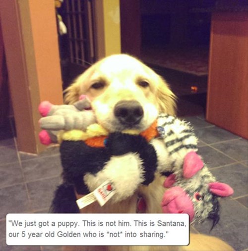 It's a Learning Process - I Has A Hotdog - Dog Pictures - Funny ...