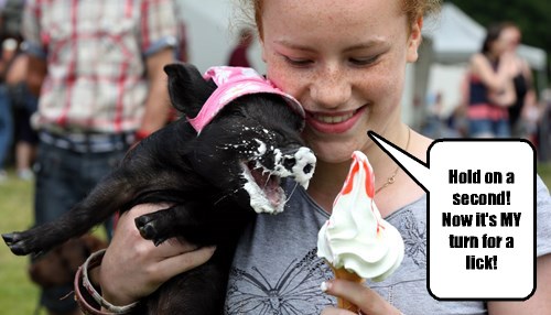 Stop Pigging Out! - Animal Comedy - Animal Comedy, funny animals ...