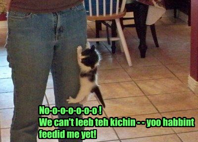 Noms Noa, Pweeze! - Lolcats - lol | cat memes | funny cats | funny cat ...