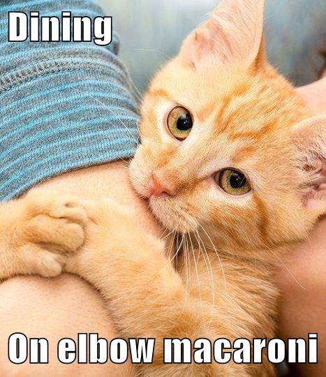I Always Said You Had Noodle Arms - Lolcats - lol | cat memes | funny ...