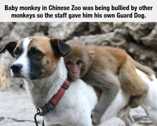 Monkey's Best Friend - Animal Comedy - Animal Comedy, funny animals ...