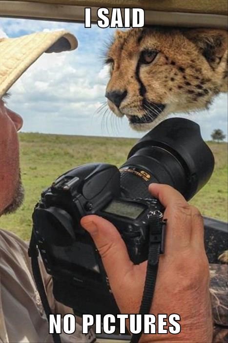 Don't be a Cheat - Animal Comedy - Animal Comedy, funny animals, animal ...