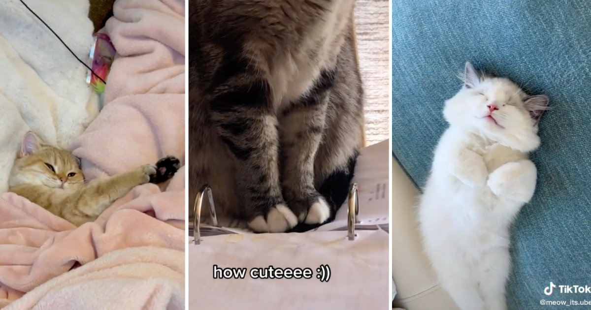 Weekly Boost Of Serotonin: The Silliest, Sleepiest And Most Scrumptious ...