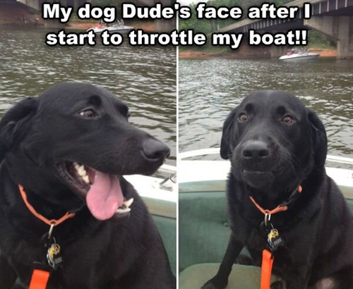 I Has A Hotdog - boats - Funny Dog Pictures | Dog Memes | Puppy ...