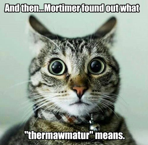 Just Before the Blood Starts Flying - Lolcats - lol | cat memes | funny ...