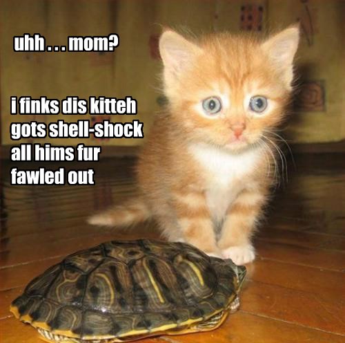 He's Awfully Cold - Lolcats - lol | cat memes | funny cats | funny cat ...