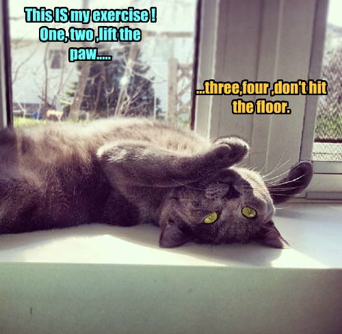 Better Than Nothing - Lolcats - lol | cat memes | funny cats | funny ...