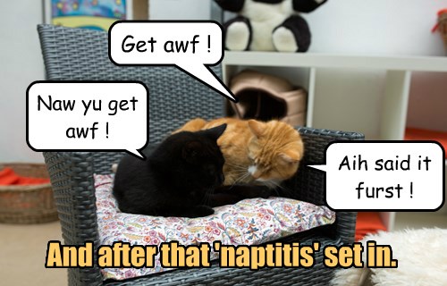 Dis Mai Chair! - Lolcats - lol | cat memes | funny cats | funny cat ...
