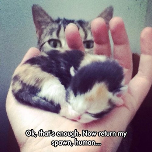 That's Just About Enough of That - Lolcats - lol | cat memes | funny ...