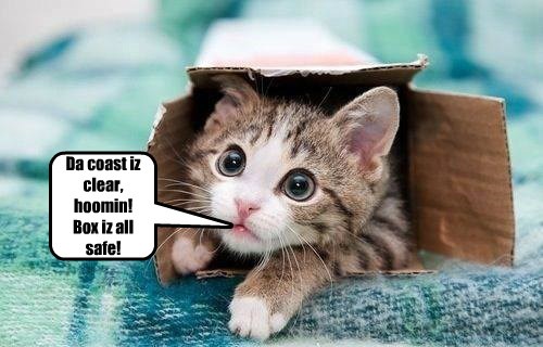 You Can Climb Inside Now - Lolcats - lol | cat memes | funny cats ...