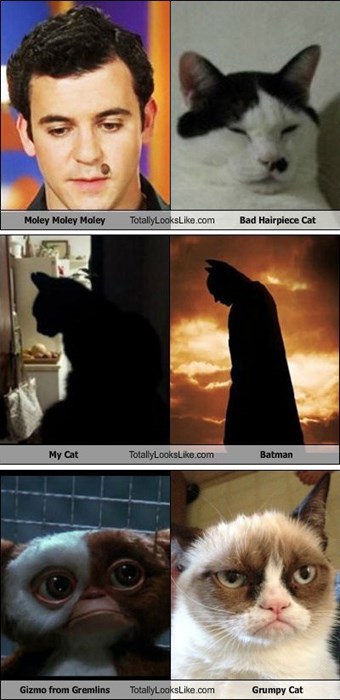 Worldcat Day Meme